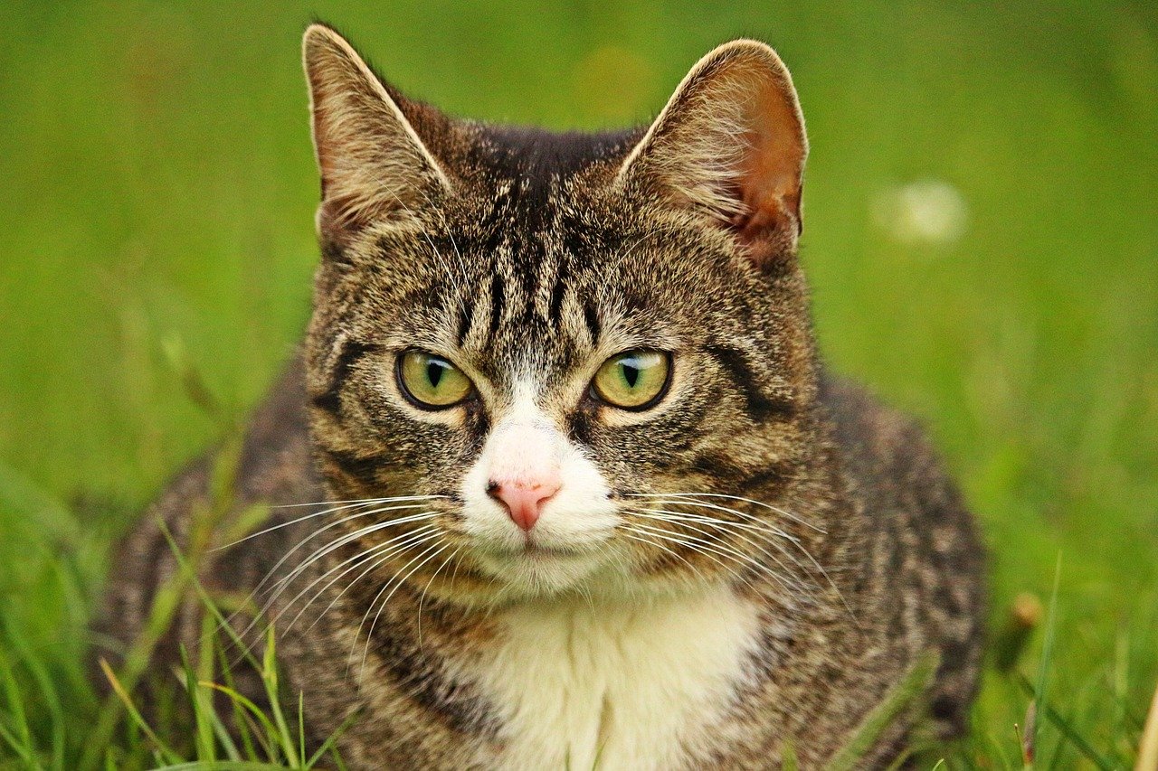 How to Recognize Pain in Your Cat - Yorkshire Animal Hospital