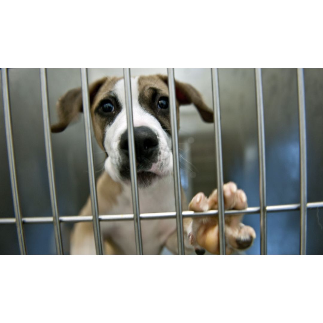 3 Ways to Help Less Fortunate Pets - Yorkshire Animal Hospital